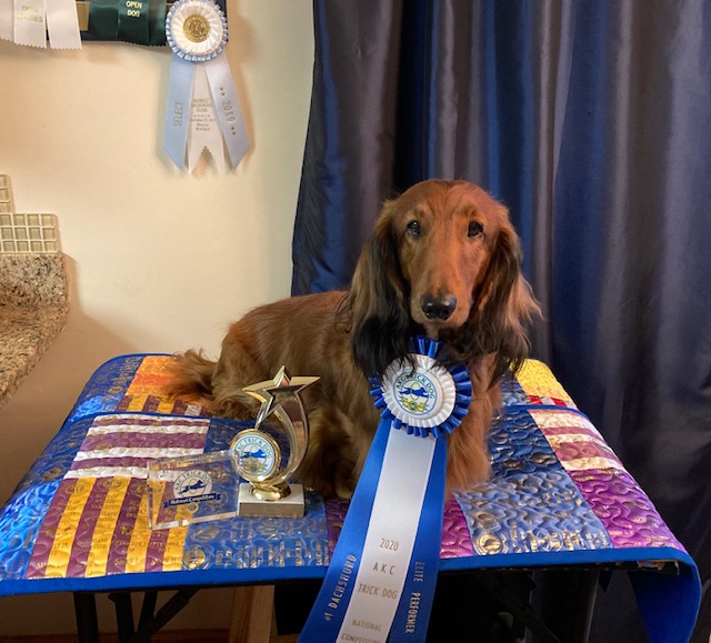 #1 Dachshund AKC Trick Elite Performer 2020 – Bay de Noc Kennel Club