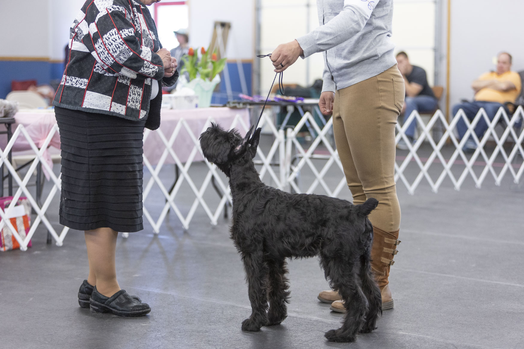 Sniper – Bay de Noc Kennel Club